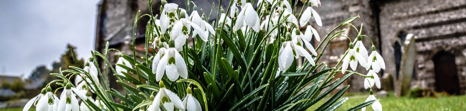 Snowdrops Signal a Pregnant Cosmos: Sermon Preached on 8th February ...